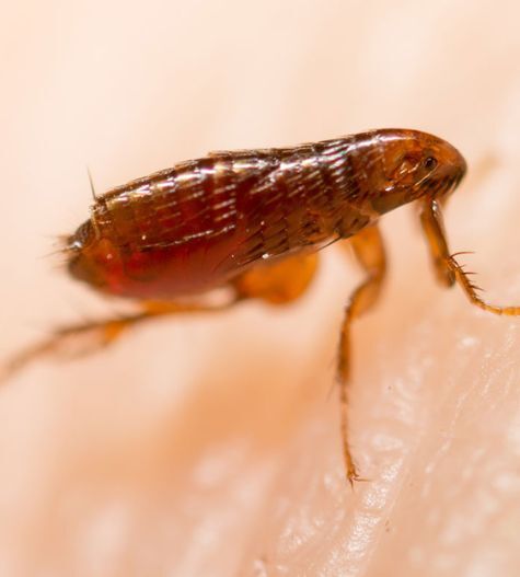 Detox Pest Control | Trusted Pest Control Experts In Australia