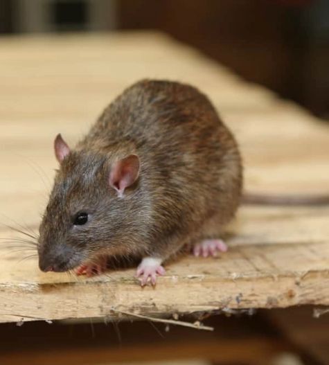 Detox Pest Control | Trusted Pest Control Experts In Australia